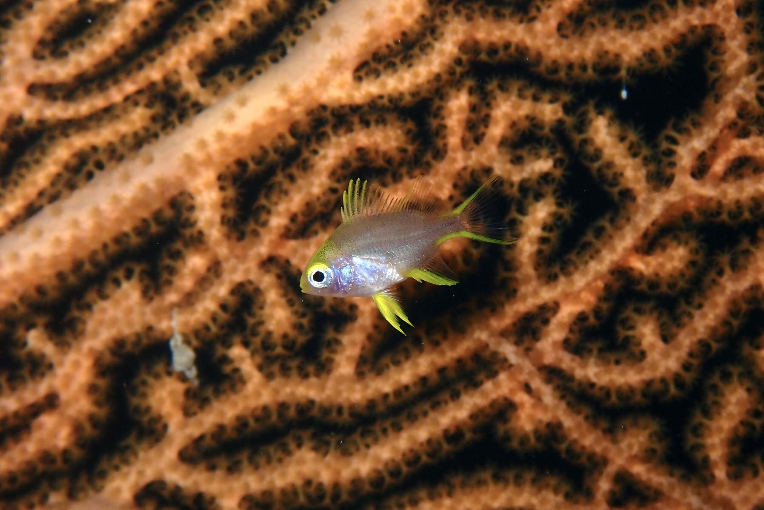 うれしいこといっぱい - Mr.SAKANA Diving Service