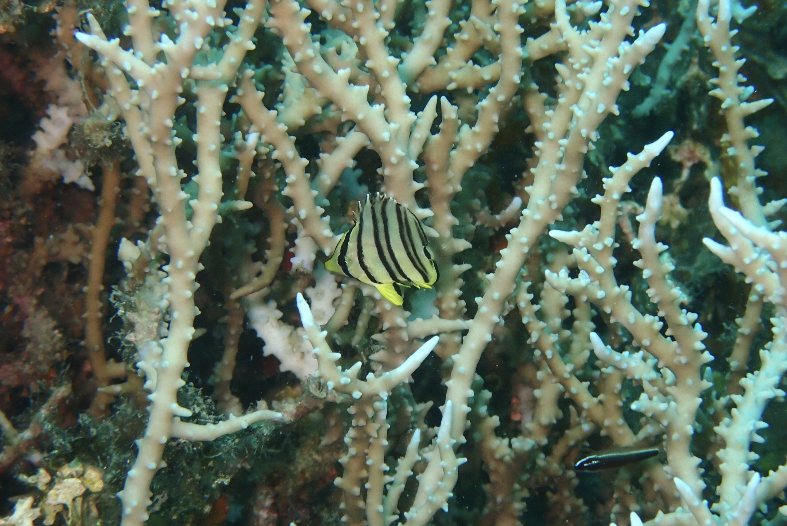 あっちこっち行った8月でした - Mr.SAKANA Diving Service