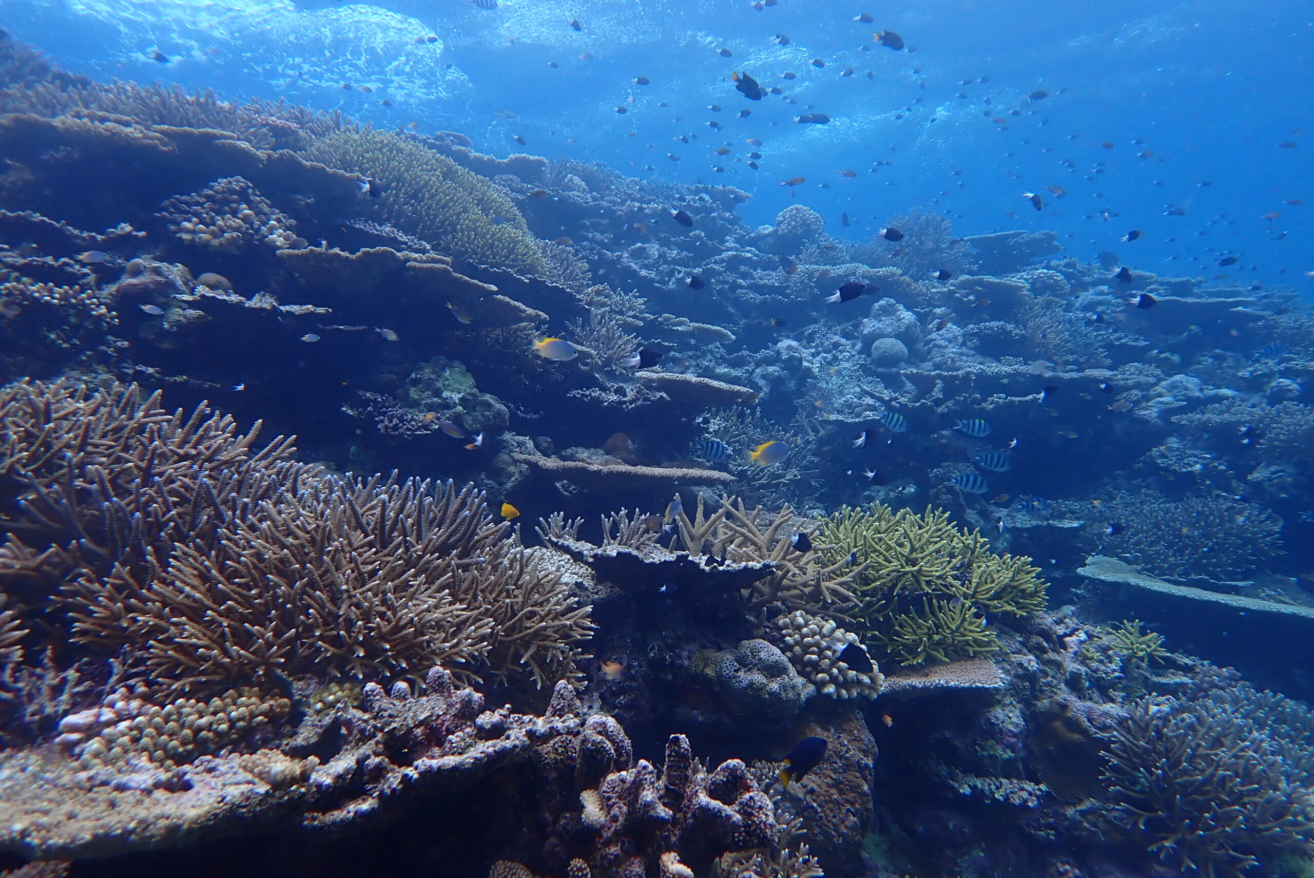 冬のはじまり？ - Mr.SAKANA Diving Service