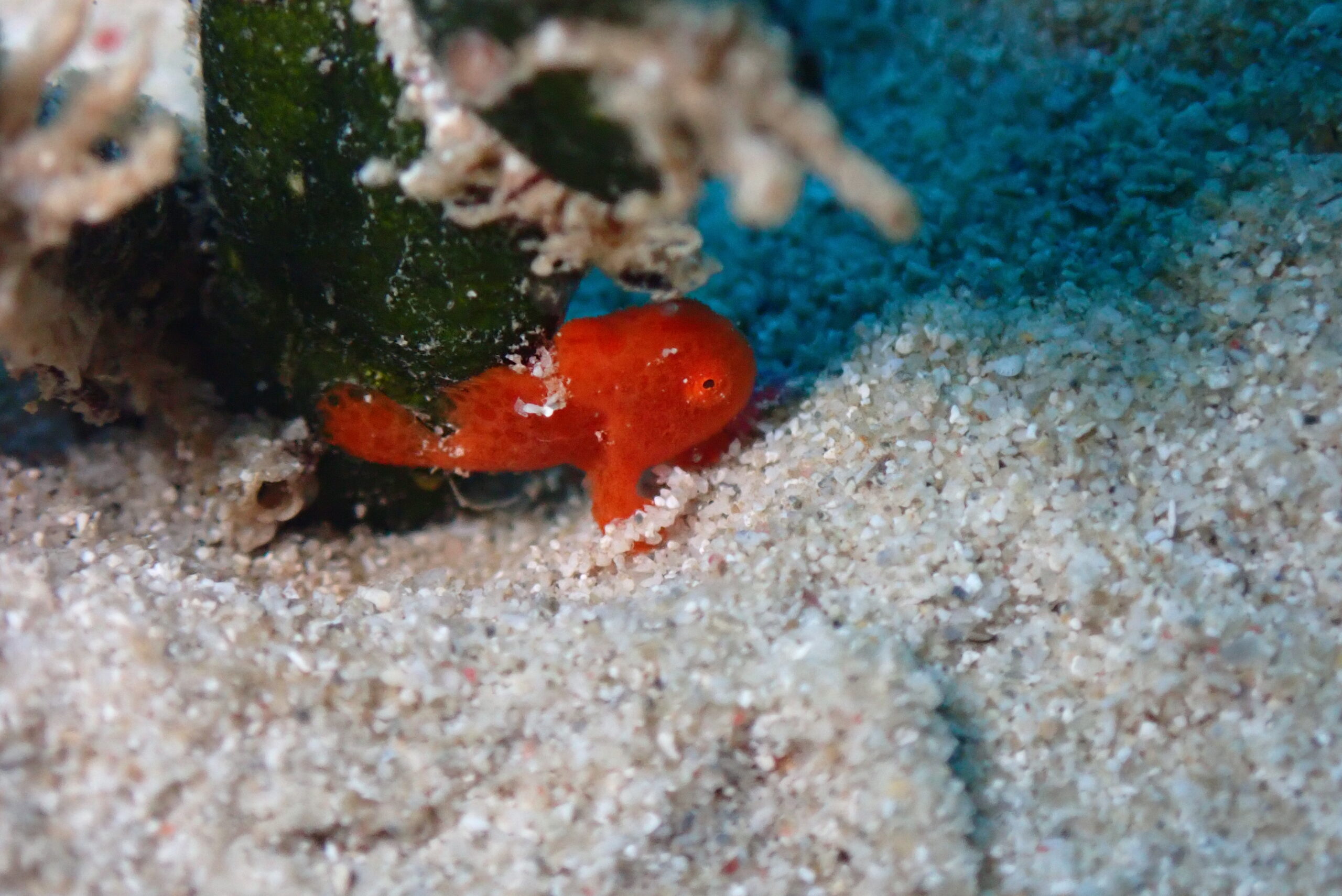 アイドル発見 - Mr.SAKANA Diving Service